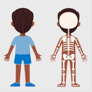 The human body: 10 fascinating facts for kids - SCP Radiology